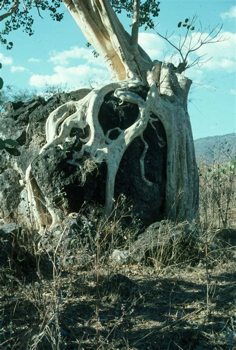File Amate Tree Guerrero  Wikipedia
