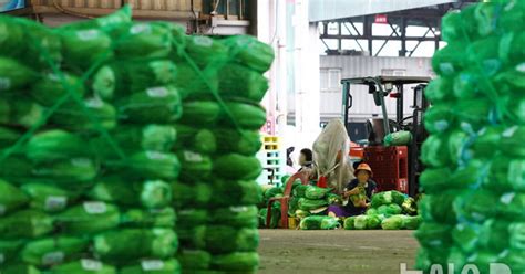 金배추 논란에…농식품부 9월 들어 추석용 출하로 도매가 하락세