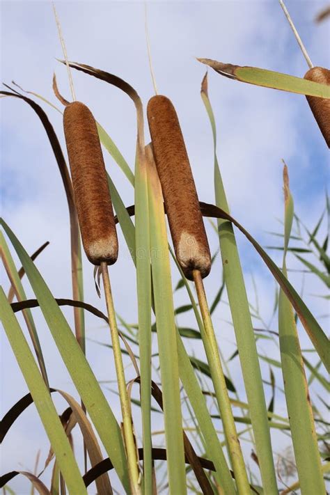 Typha Latifolia Typhaceae Stock Image Image Of Nature 289027115