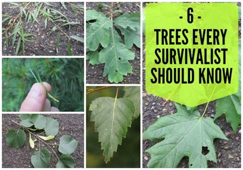 Wilderness Survival Trees Every Survivalist Should Know And Why Homestead Survival