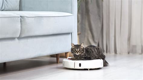 A Robotporszívó és A Macskakaki Esete Nem Fogod Tudni Eldönteni Hogy Sírj Vagy Nevess