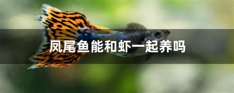 凤尾鱼能和虾一起养吗 鱼百科