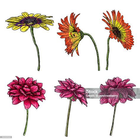 달리아 꽃 세트 데이지와 백 일초 관련된 종 포함 됩니다 잉크 꽃 예술입니다 결혼식 훈장 발렌타인의 날 어머니의 날 판매 및 기타 이벤트에 대 한 꽃 머리 벡터입니다