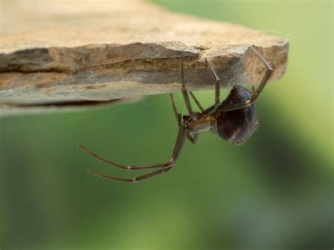 What Is A False Black Widow Spider The Spider Blog