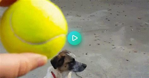 hey fetch on imgur