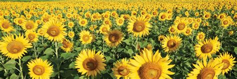 ทุ่งทานตะวันเมืองลพบุรี บรรยากาศที่ไม่ควรพลาด