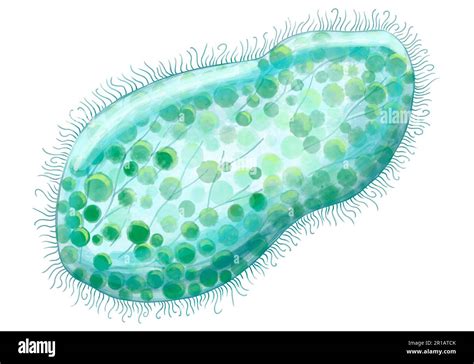 Bacteria Close Up Unicellular Protozoan Microorganisms Color Illustration For Printing In