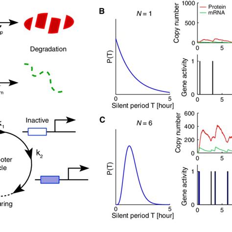 The Promoter Cycle As A Generic Stochastic Gene Expression Model To