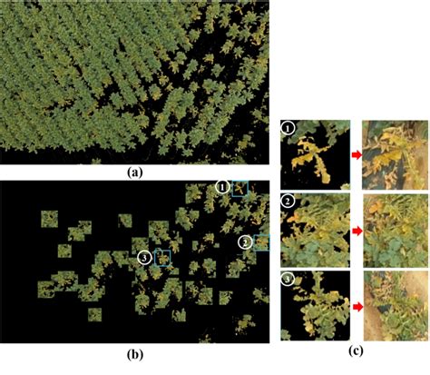 figure 1 from fusarium wilt of radish detection using rgb and near