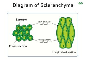 Sclerenchyma Diagram GeeksforGeeks