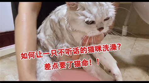 小梦撸猫记如何让一只不听话的猫咪乖乖洗澡差点要了猫命 YouTube