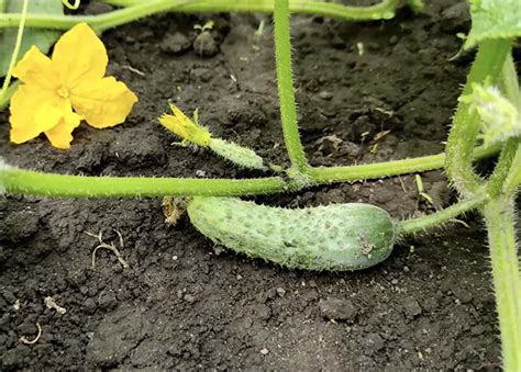 The 9 Best Pickling Cucumber Varieties In 2024 Backyard Gardeners Network
