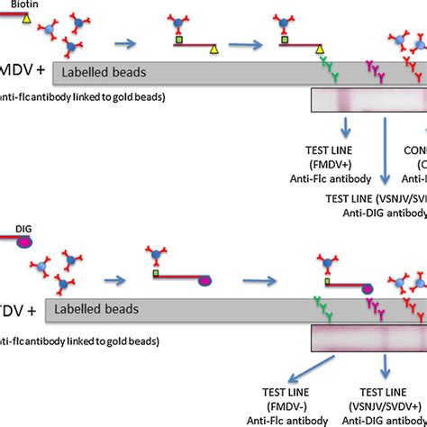 Illustration Of Multiplex Rt Lamp Reaction Detected Using Molecular Download Scientific Diagram