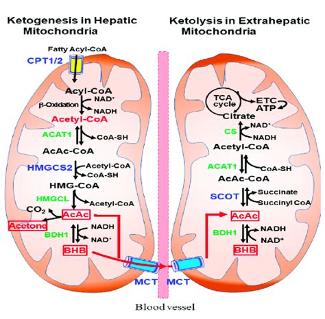 Ketogenesis And Ketolysis Pathways In Mitochondria Ketogenesis Occurs