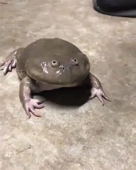 Hellfrog Has Had Enough Of Your Shit Album On Imgur