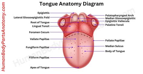 Tongue Anatomy Complete Guide With Parts Functions And Diagram