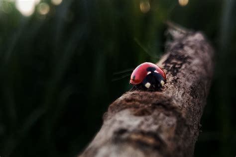 What Tencent Is Doing To Support Biodiversity Tencent