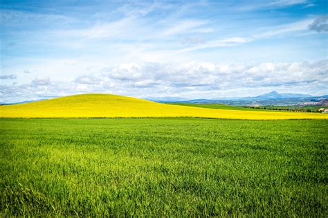 무료 이미지 경치 수평선 들 목초지 대초원 햇빛 언덕 식품 봄 녹색 생기게 하다 야채 수확고 목장 농업 평원 유채 파란 하늘 경작 구름