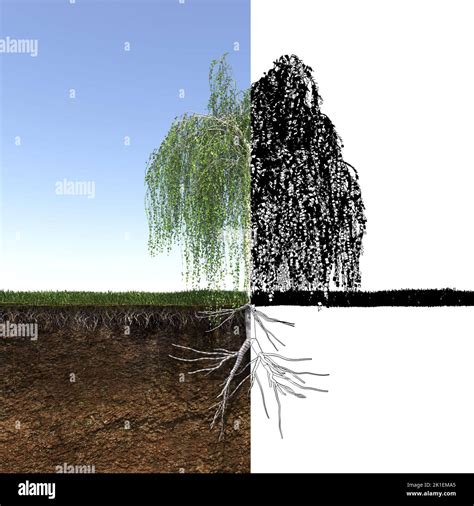 Tree Root System Cg Illustration Sketch Outline Stock Photo Alamy