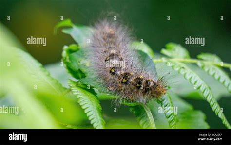Close Up Hairy Caterpillars Walk On Leaves With A Natural Background