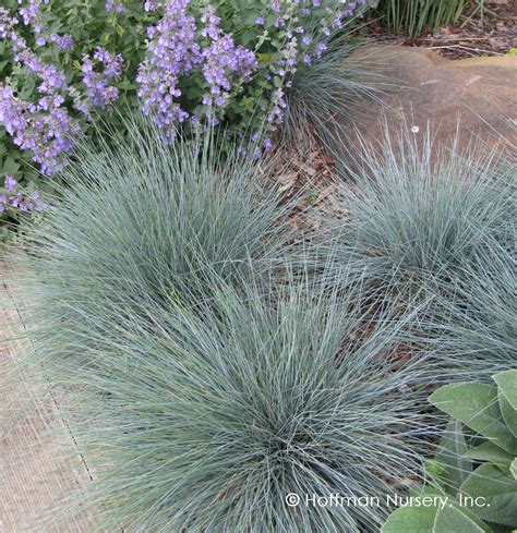 Elijah Blue Grass Festuca Glauca Elijah Blue