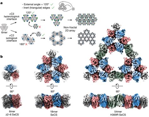 Fractal Molecular Assembly Observed For The First Time The International Space Federation Isf