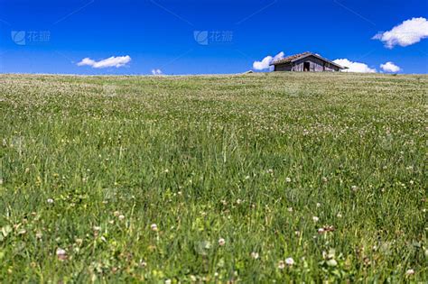 塞塞尔·阿尔姆