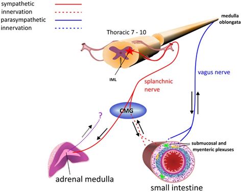 Adrenal Medulla Brain