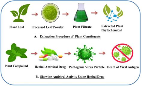 A Extraction Procedure Of Plant Constituents And B Showing Anti Viral