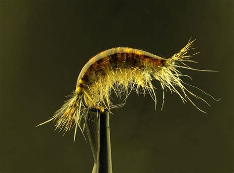 23 Scud Pattern Ideas To Save Today Fly Tying Patterns Fly Tying Fly Fishing Flies Pattern