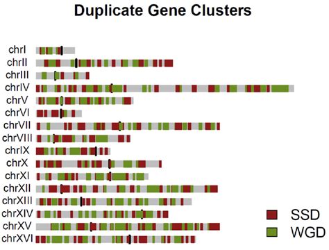 D Genome Domainogram Showing The Locations Of Gene Duplicate Clusters Download Scientific