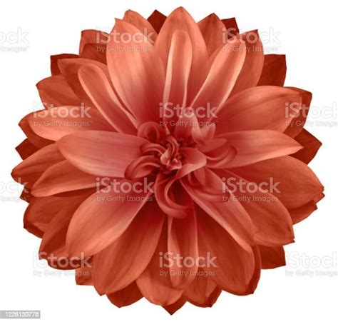 수채화 달리아 꽃 레드 흰색 배경에 고립 된 꽃 클리핑 경로가 있는 그림자가 없습니다 클로즈업 자연 0명에 대한 스톡 사진 및 기타 이미지 Istock