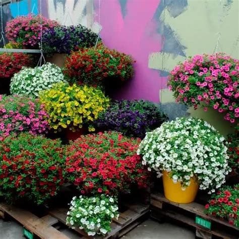 ორანჟერეა Home Facebook