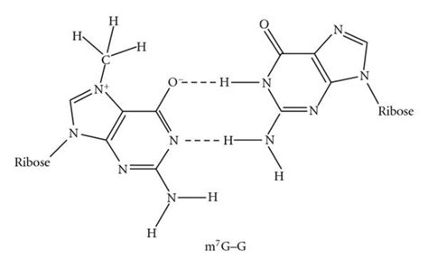 Possible Scheme Of Base Pairing Between Modified Nucleosides At The
