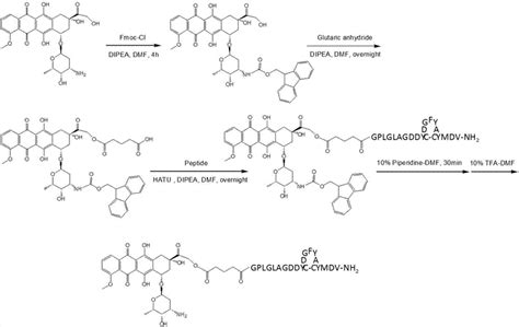 Anti Her2 Human Epidermal Growth Factor Receptor 2 Polypeptide Doxorubicin Compound As Well As
