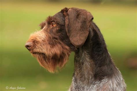 German Wirehaired Pointer The Breed Archive
