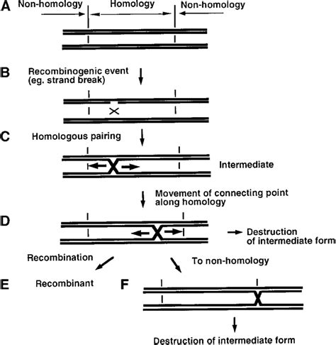 Likely Steps Of Homologous Recombination A Download Scientific Diagram