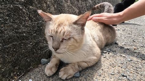 猫島の海岸沿いにいた野良猫をモフるとシッポをクネクネしてカワイイ Youtube
