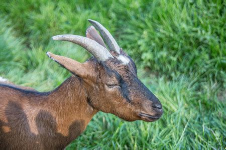 牧场上的棕白山羊高清图片下载 正版图片504333997 摄图网