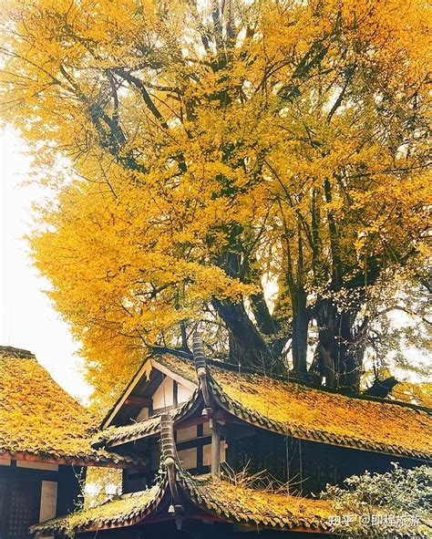 即程旅游—青城山｜天师洞｜1900年树龄的大银杏 知乎