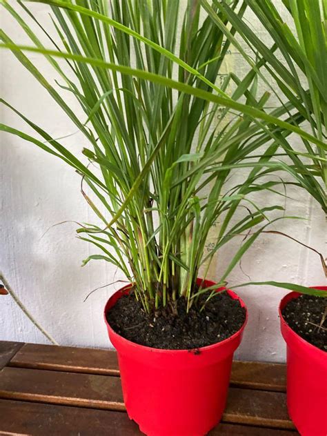 Lemongrass Herbs Plant 10 Each Furniture And Home Living Gardening Plants And Seeds On Carousell