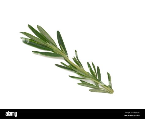 Rosemary Sprig