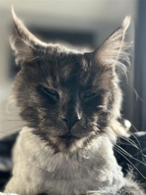 The Bobble Head Bubba Rmainecoons The Bobble Head Bubba Rmainecoons