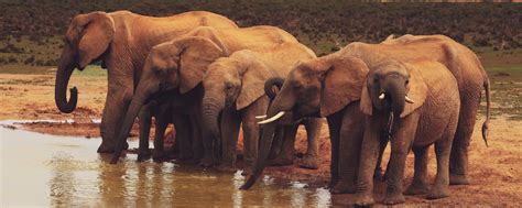 Cnpg Recipe 18 Getting Started With Pgvector On Kubernetes Using Cloudnativepg · Unleashing