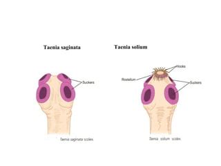 Taeniasis Ppt