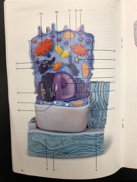 Cells Diagram Quizlet