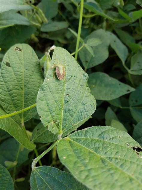 Detection Of Insect Object Detection Model By Detection