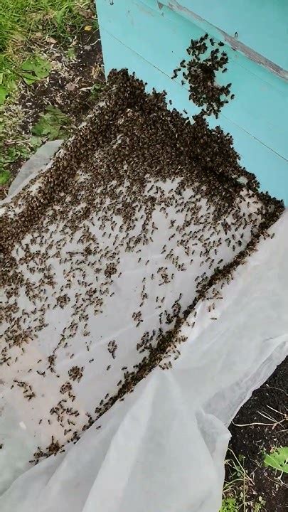 Поймали рой пчел и посадили в улей Youtube