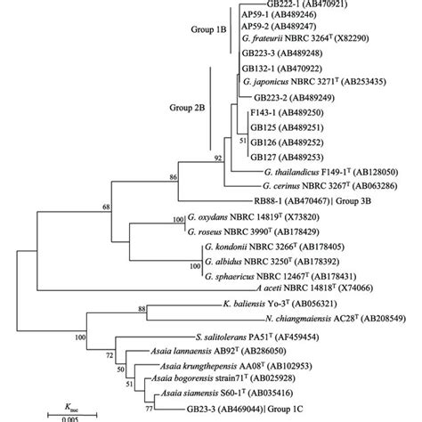 Pdf Identification Of Acetobacter Gluconobacter And Asaia Strains Isolated In Thailand Based