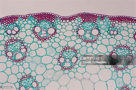 Vascular Bundles